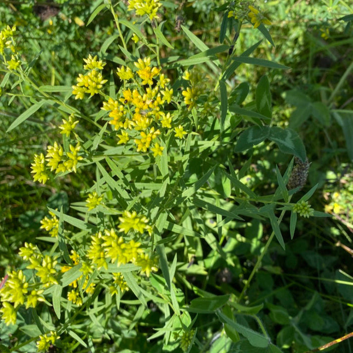 Wild Organic Goldenrod Shredded for Tea, Solidago Tea – BotanyBeeBotanicals